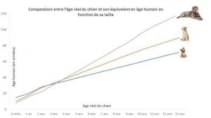 Déterminer l’âge humain de votre chien