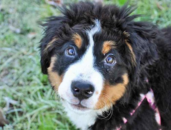 Chien de pavlov et conditionnement classique - Toutoupourlechien