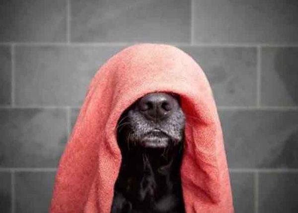 Mon chien se gratte : les causes et les solutions