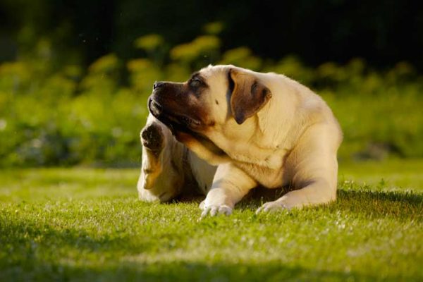 Furonculose du chien : causes, symptômes, traitement - Toutoupourlechien
