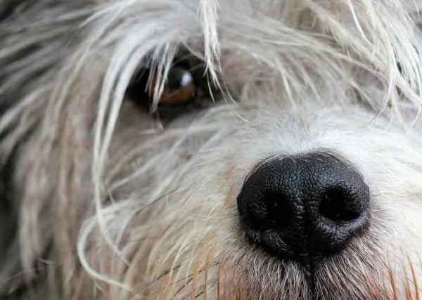 Chalazion du chien : causes, symptômes, traitement - Toutoupourlechien