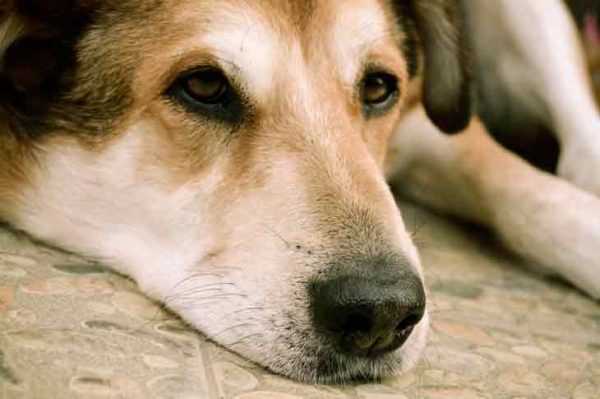 Mon chien se gratte : les causes et les solutions