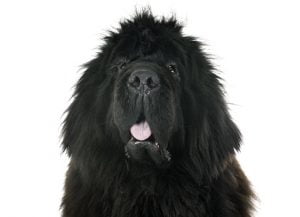 Terre-neuve : éducation, caractère, santé, prix, budget - Toutoupourlechien