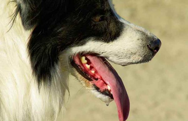 Collapsus trachéal du chien : causes, symptômes, diagnostic et traitements