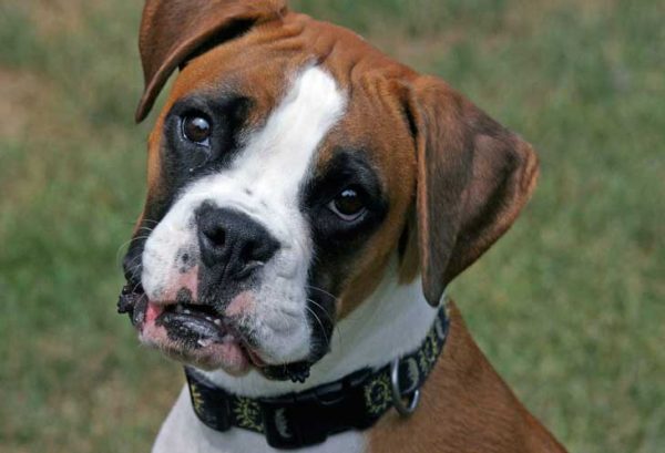 Verrues du chien : causes, symptômes et traitement naturel