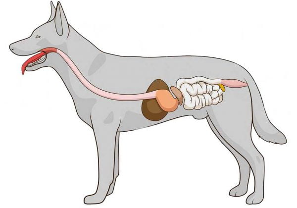 Colite du chien : causes, symptômes, diagnostic et traitements