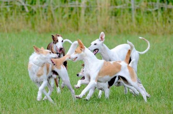 Chien de pavlov et conditionnement classique - Toutoupourlechien