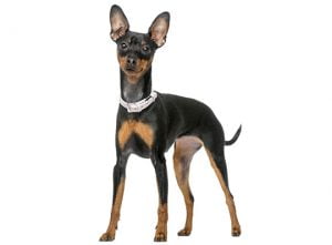 Pinscher nain : éducation, caractère, santé, budget, prix