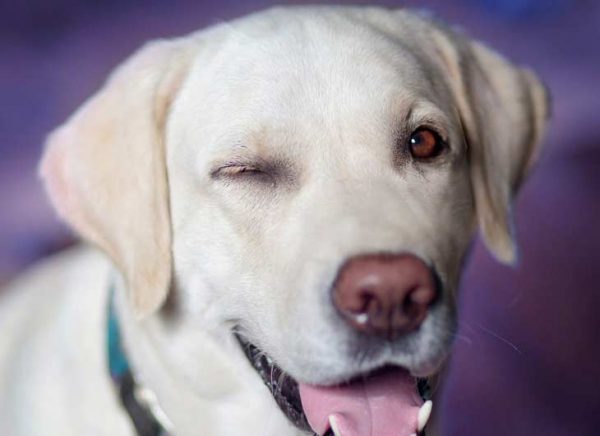 Opacité cornéenne et oeil opaque du chien : les causes possibles