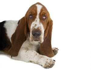 Basset hound : éducation, caractère, santé, budget, prix