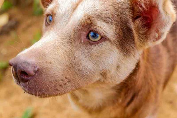 Maladies de la prostate du chien : symptômes et traitements