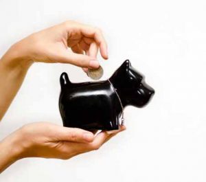 7 races de chiens aux yeux bleus avec photos - Toutoupourlechien