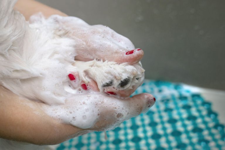 Pododermatite du chien : symptômes, causes et traitements