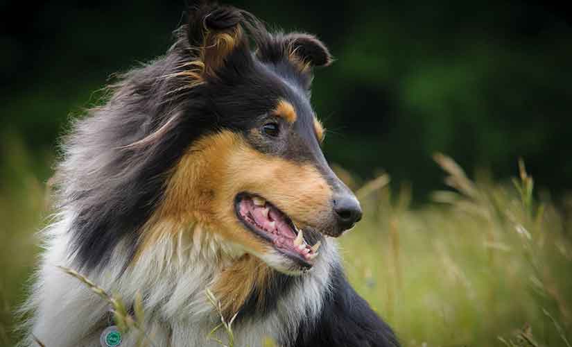 Le top 15 des chiens de Berger - Toutoupourlechien.com