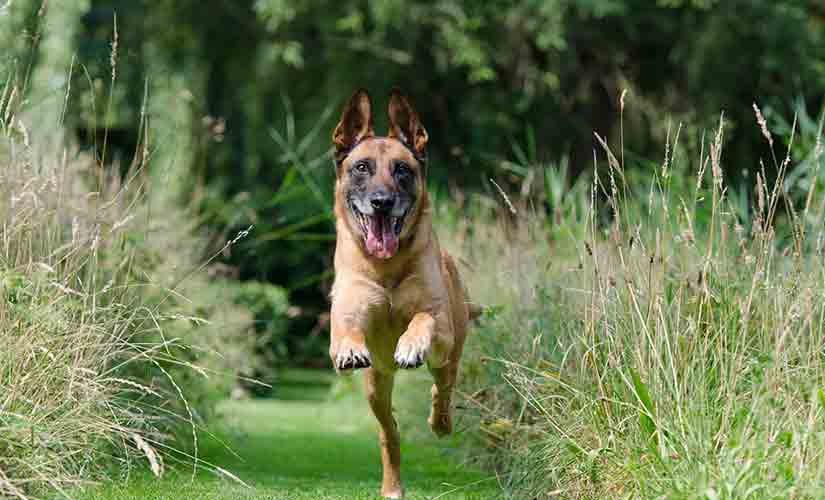 Le top 15 des chiens de Berger - Toutoupourlechien.com