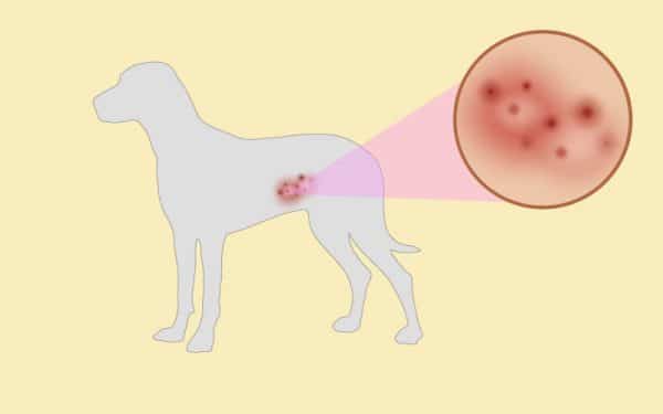 Furonculose du chien : causes, symptômes, traitement - Toutoupourlechien
