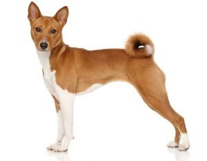 Basenji : éducation, caractère, santé, budget et prix ...