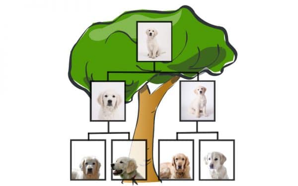 7 races de chiens aux yeux bleus avec photos - Toutoupourlechien