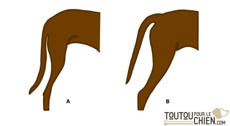 Queue de chien : anatomie, morphologie, rôle, anomalies et affections