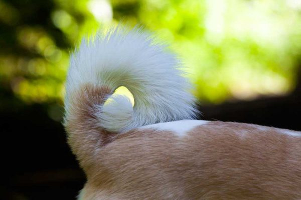 Queue de chien : anatomie, morphologie, rôle, anomalies et affections