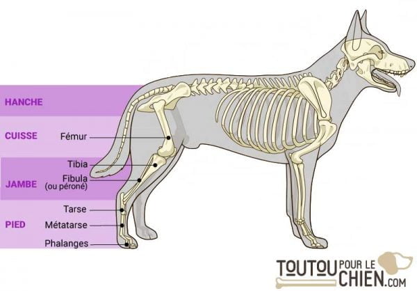 Patte de chien : constitution et particularités - Toutoupourlechien.com