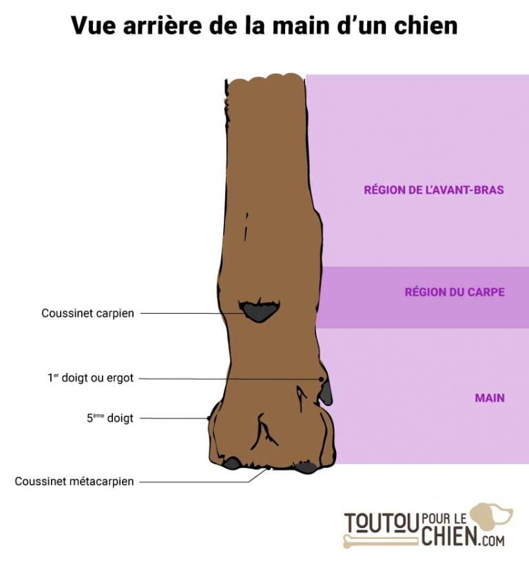 Patte de chien : constitution et particularités - Toutoupourlechien.com