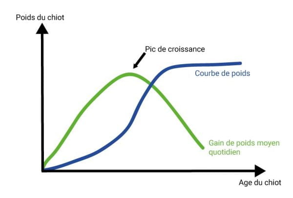 Croissance du chiot : durée, particularités et besoins nutritionnels