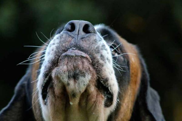 Ergot du chien : caractéristiques, rôle et entretien ...