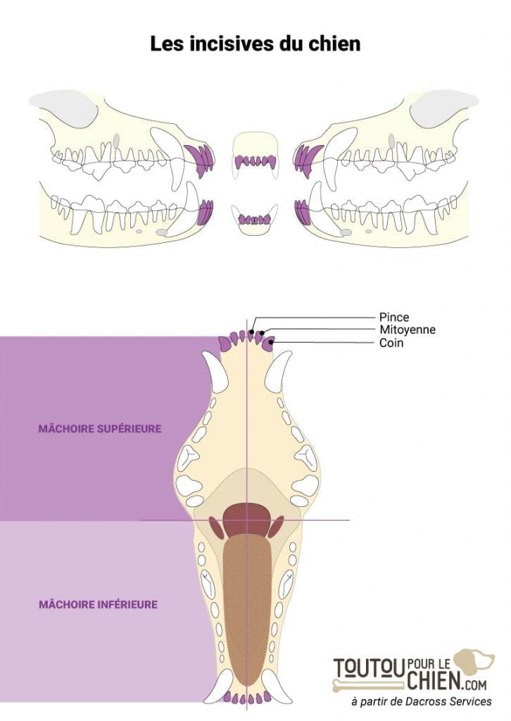 Dentition du chien : nombre, nature des dents et normocclusion du chien