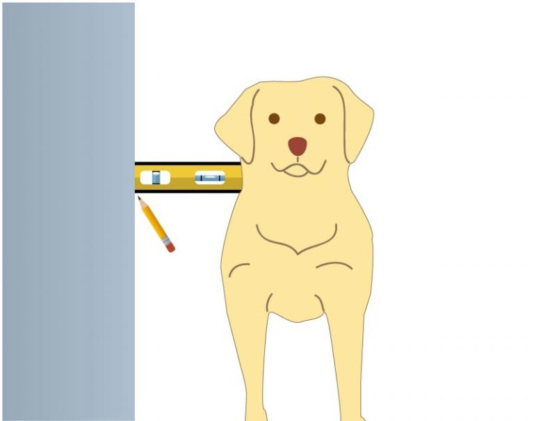 Garrot du chien : définition et méthode de mesure - Toutoupourlechien.com