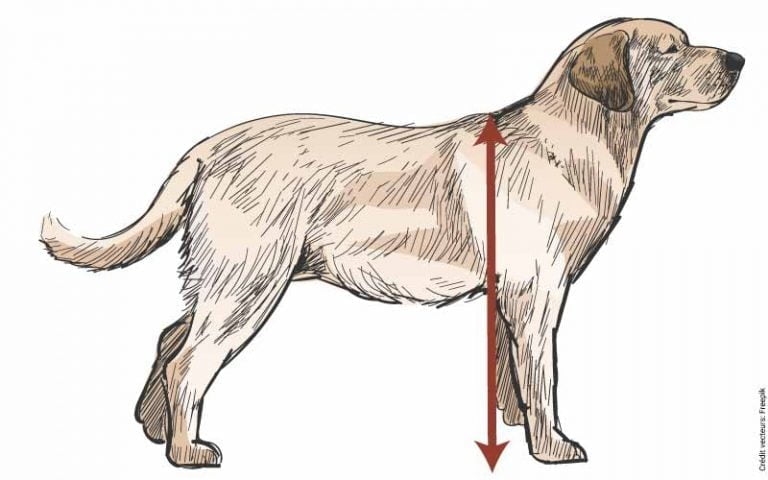 Ergot du chien : caractéristiques, rôle et entretien ...