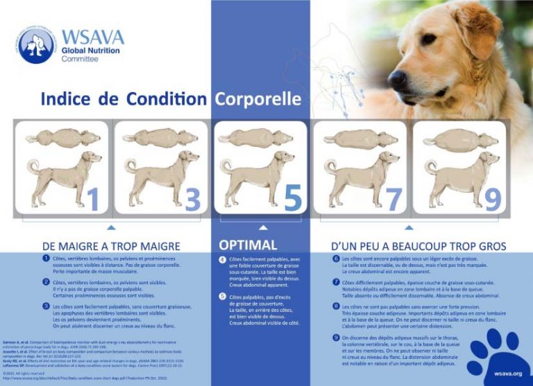 Obésité du chien : causes, risques, symptômes et traitements