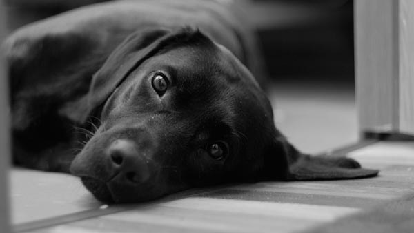 Le 1er chien d’assistance judiciaire en France - Toutoupourlechien.com