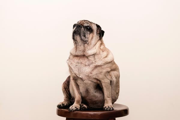 Obésité du chien : causes, risques, symptômes et traitements