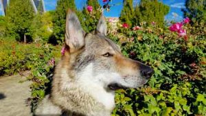 Chien-loup tchèque : éducation, caractère, santé, prix, budget