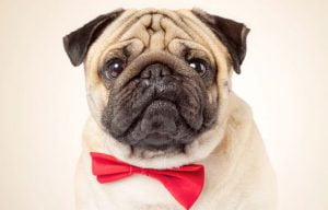 Carlin ou Pug : éducation, caractère, santé, budget et prix