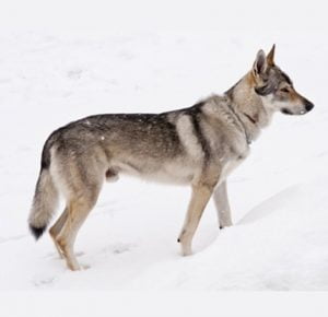 Chien-loup tchèque : éducation, caractère, santé, prix, budget