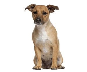 Berger créole : éducation, caractère, santé, budget et prix