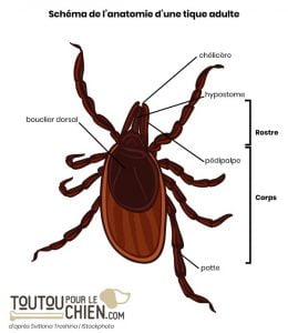 Tiques du chien : comment le protéger ? - Toutoupourlechien.com