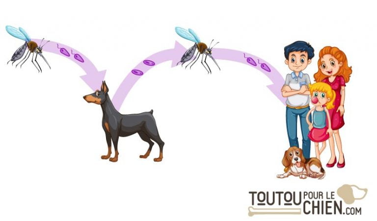 Leishmaniose du chien : causes, symptômes, traitement, prévention
