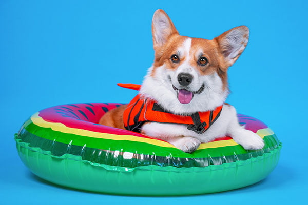 7 races de chiens aux yeux bleus avec photos - Toutoupourlechien