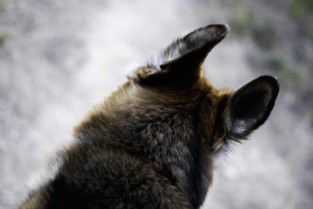 Garrot du chien : définition et méthode de mesure - Toutoupourlechien.com