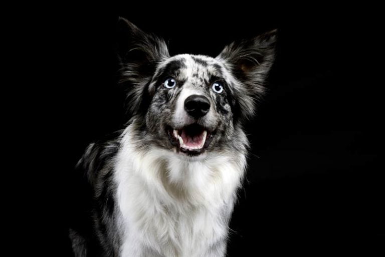7 races de chiens aux yeux bleus avec photos - Toutoupourlechien