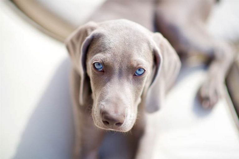 7 races de chiens aux yeux bleus avec photos - Toutoupourlechien