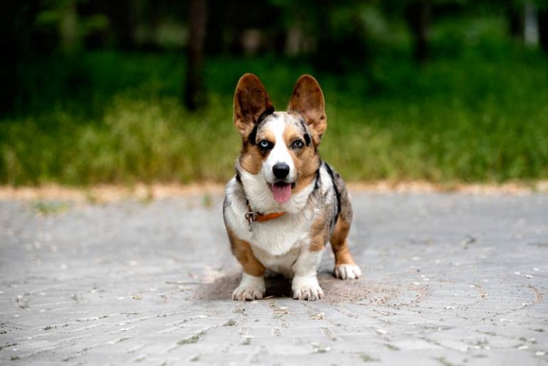 7 races de chiens aux yeux bleus avec photos - Toutoupourlechien