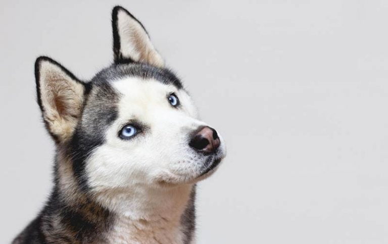 7 races de chiens aux yeux bleus avec photos - Toutoupourlechien
