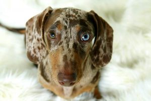 7 races de chiens aux yeux bleus avec photos - Toutoupourlechien