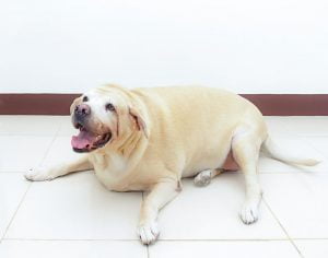 Obésité du chien : causes, risques, symptômes et traitements