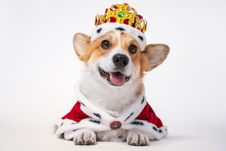 Les corgis : chiens stars du jubilé de la reine Elizabeth II