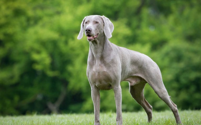 Race De Chien Poils Courts